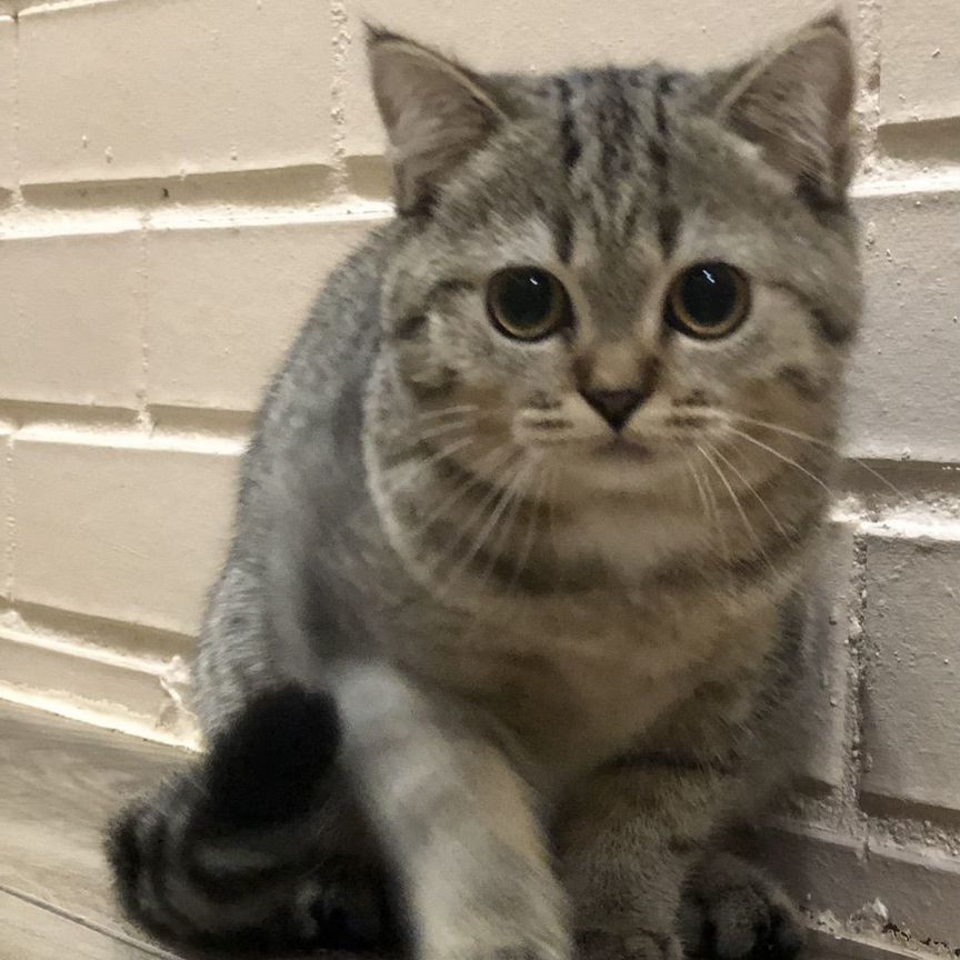 Шотландская кошка