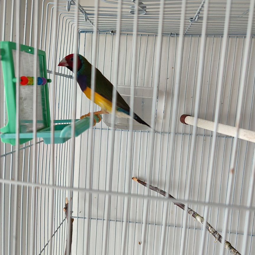 Амадины гульда