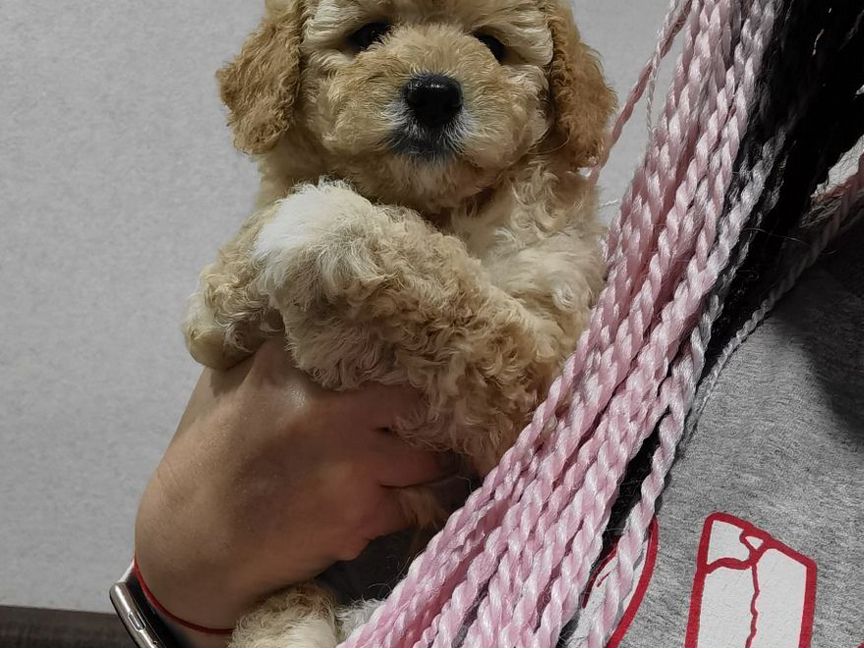 Мальтипу девочка ф1