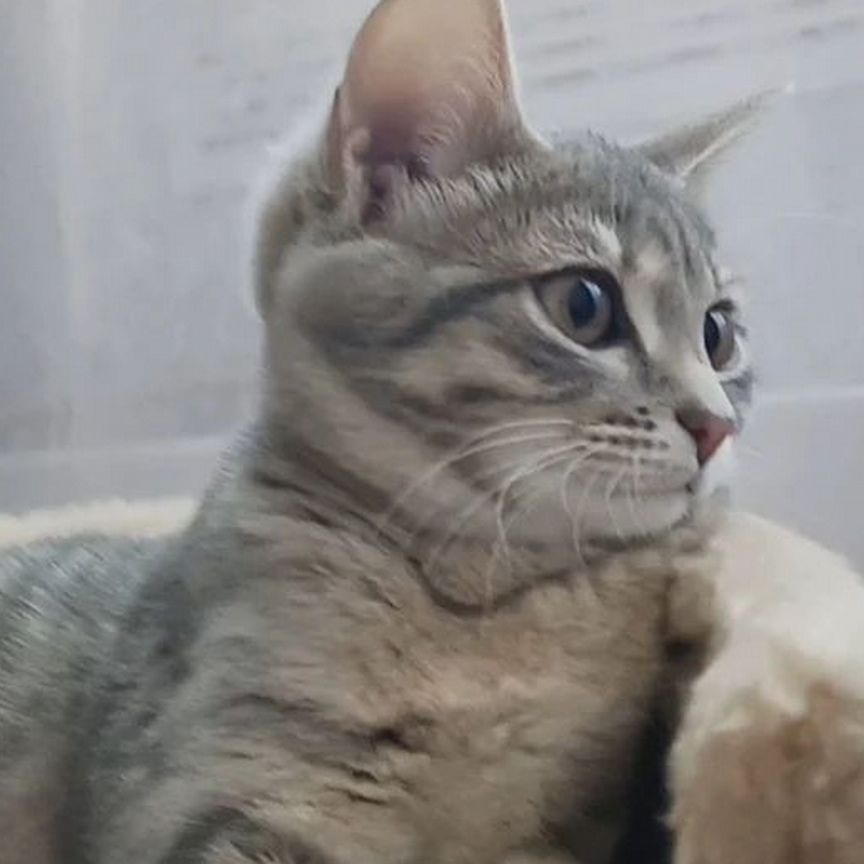 Взрослая кошка, вязка