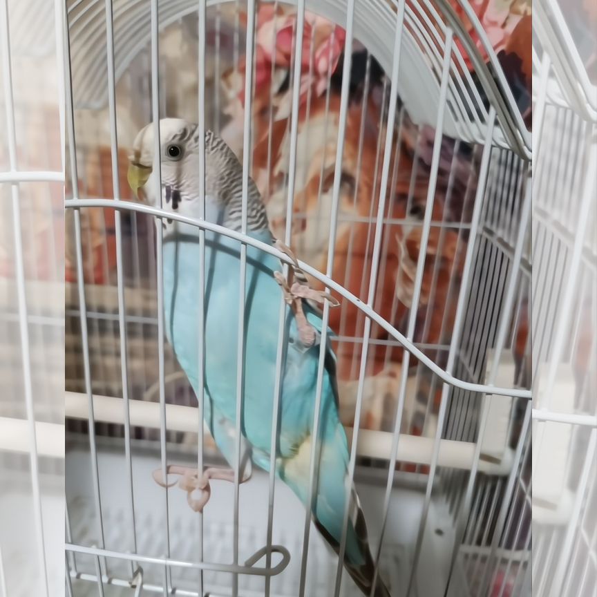 Волнистый попугай с клеткой