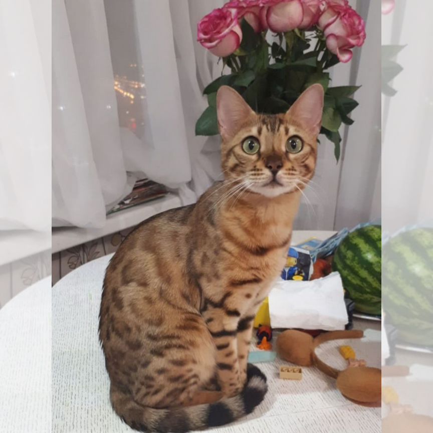 Бенгальская, взрослая кошка
