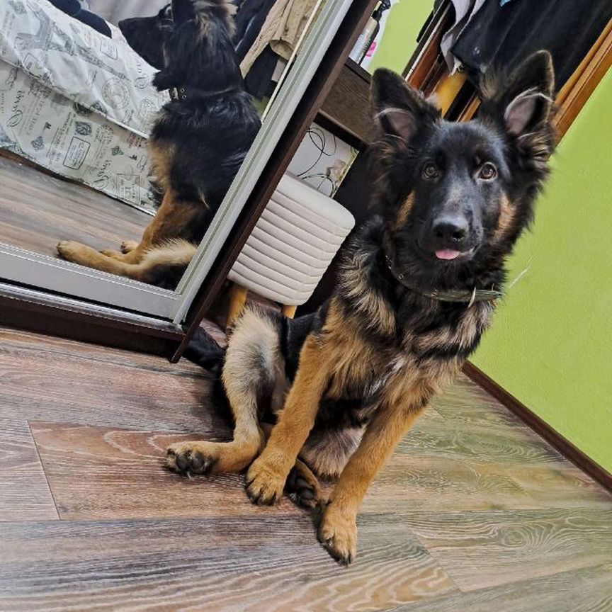 Домашние животные собаки щенки бесплатно