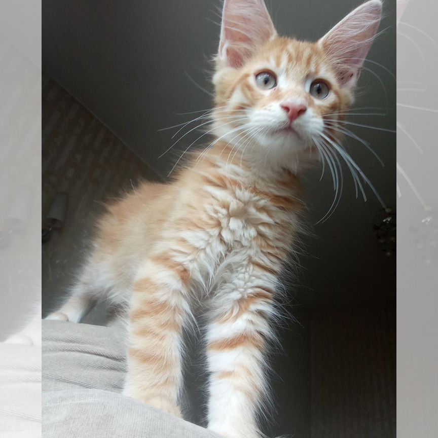 Мейн-кун рыжий мальчик котенок