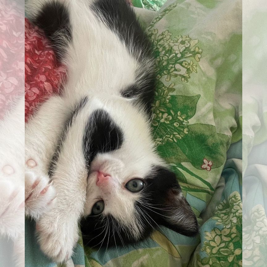 Маленький котенок бесплатно