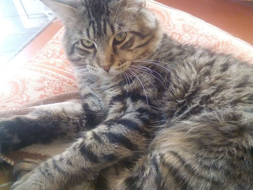 Породистые большие кошки