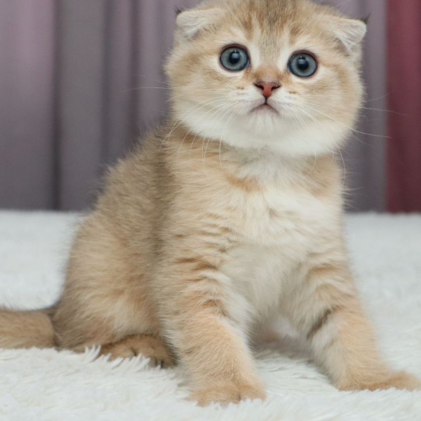 Шотландский вислоухий короткошёрстный котёнок