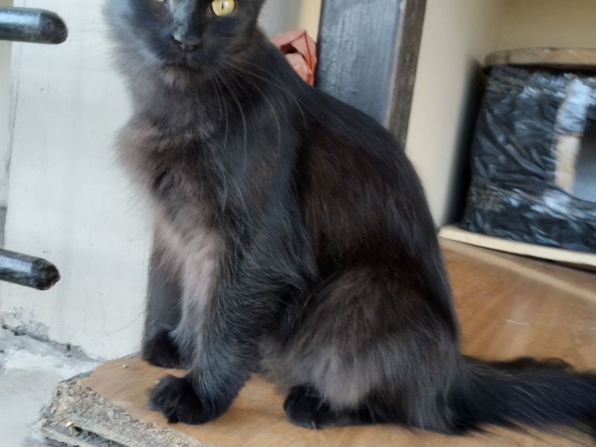 Кошка в добрые руки