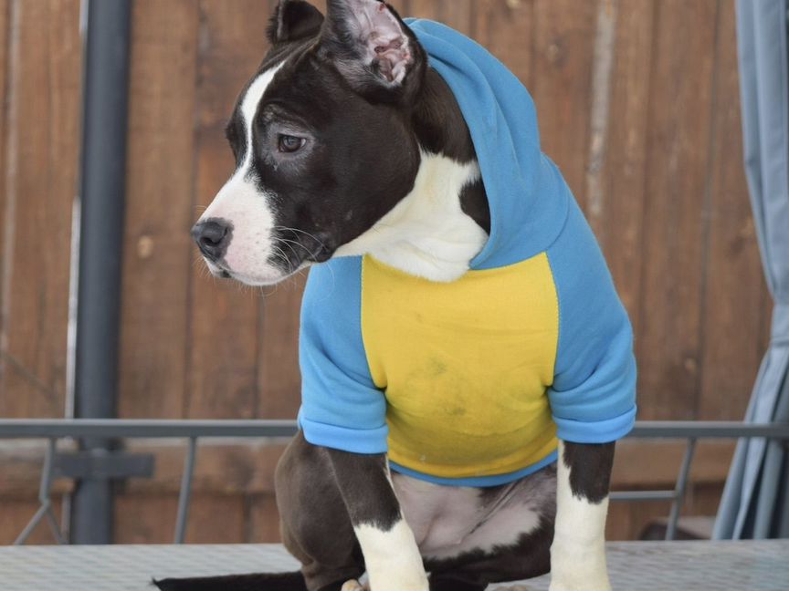 Стаффордширский терьер