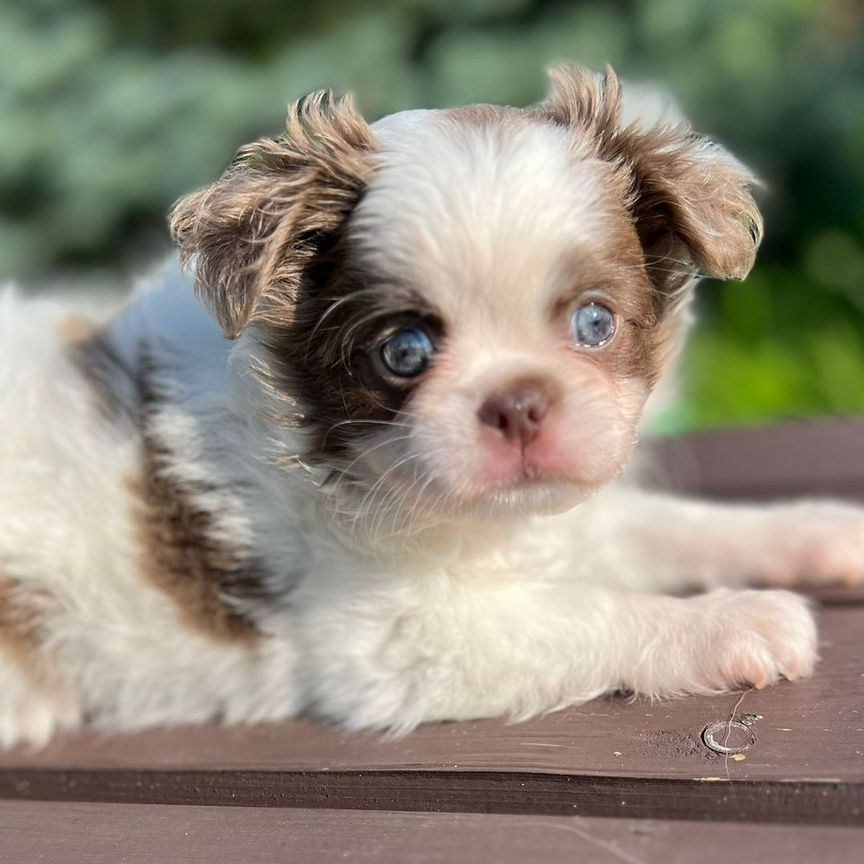 Щенки чихуахуа