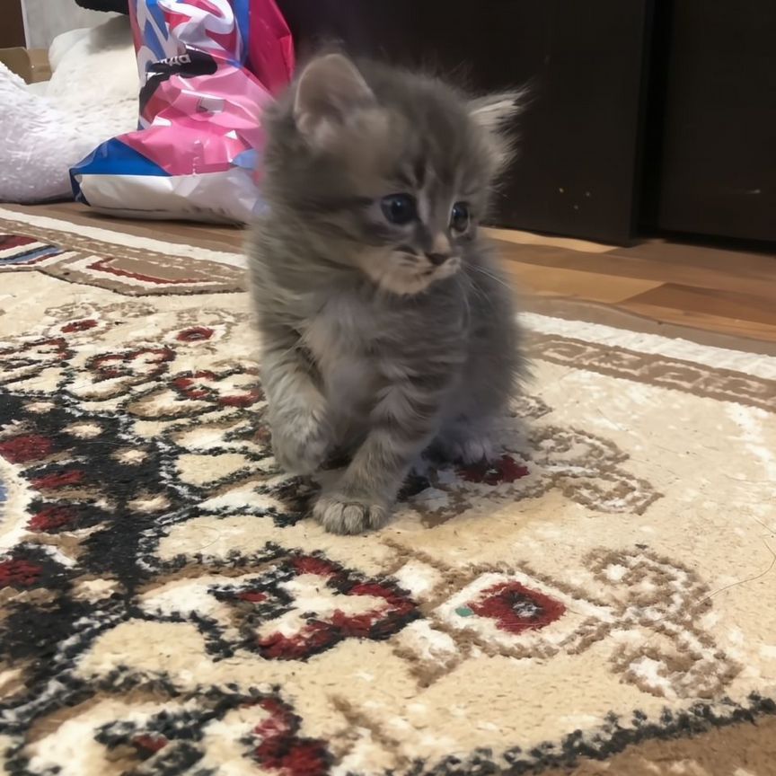 Британский короткошёрстный котёнок