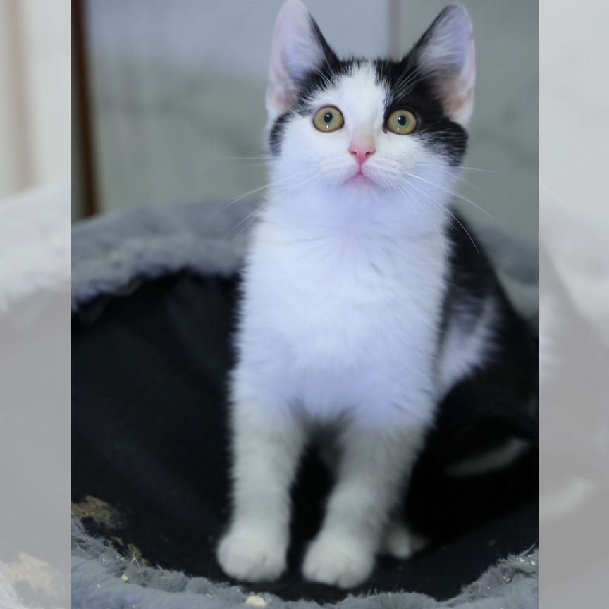 Котёнок в добрые руки