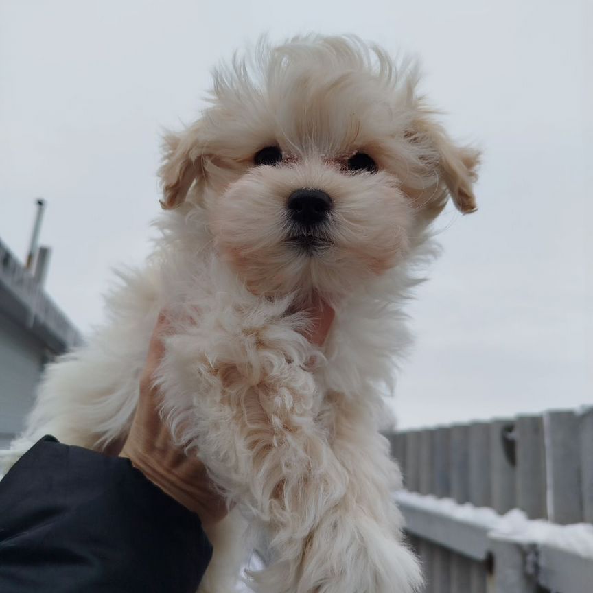 Мальтипу, щенок