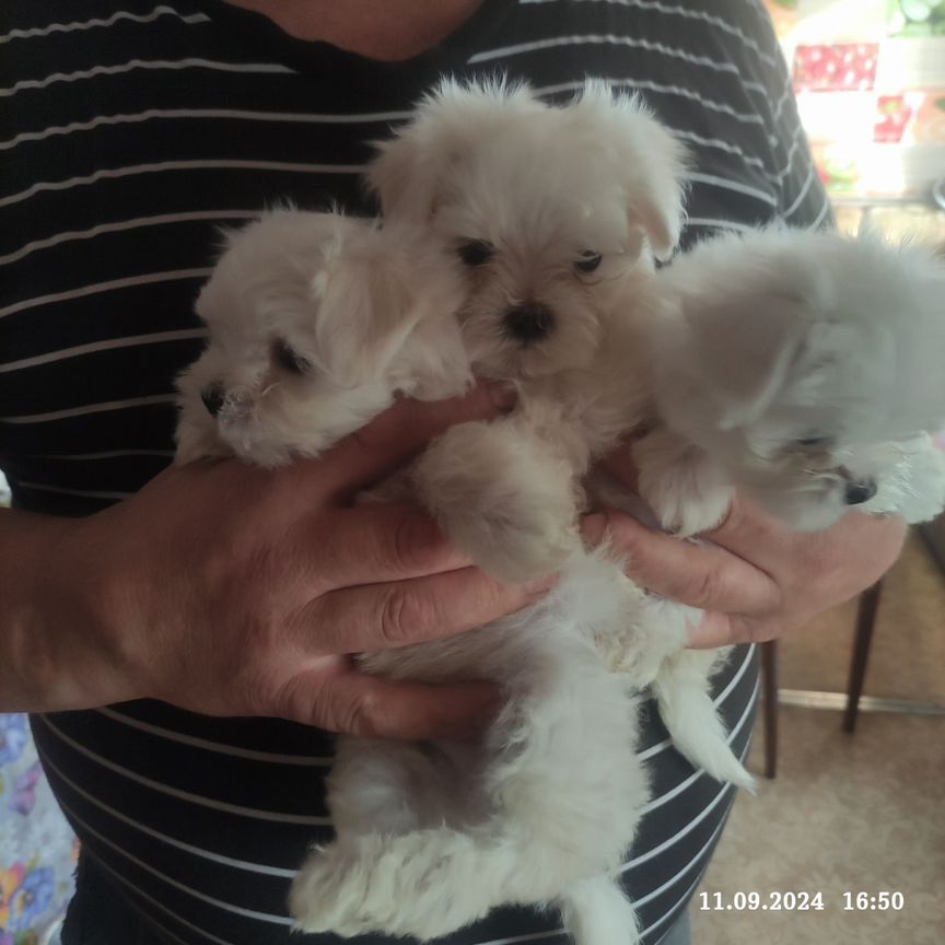 Щенки мальтезе