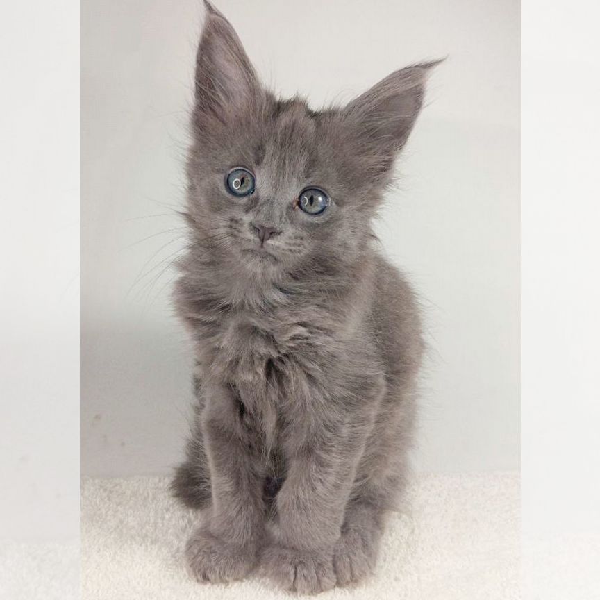 Мейн-кун котёнок