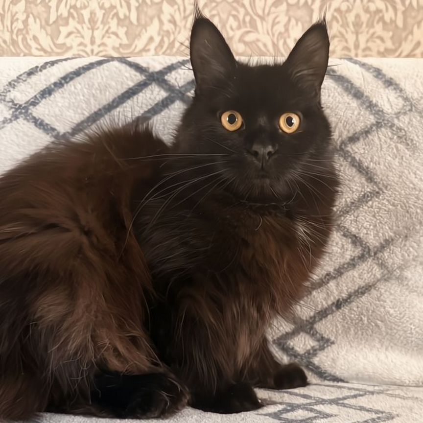 Мейн-кун котёнок