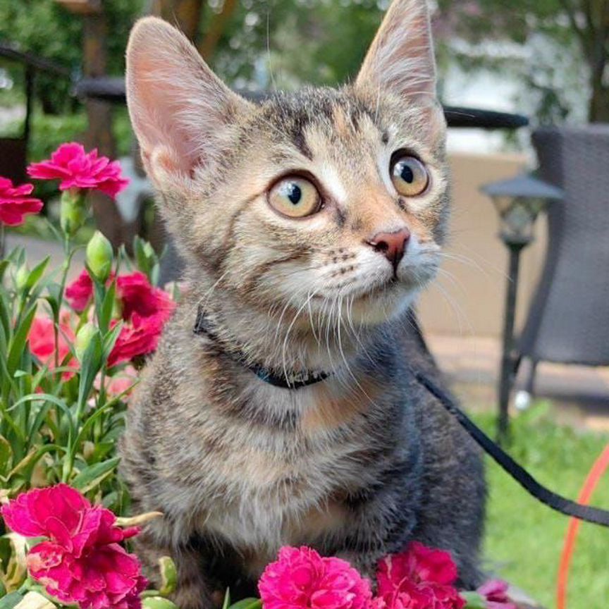 Трехцветная кошечка в добры руки (2,5 мес)