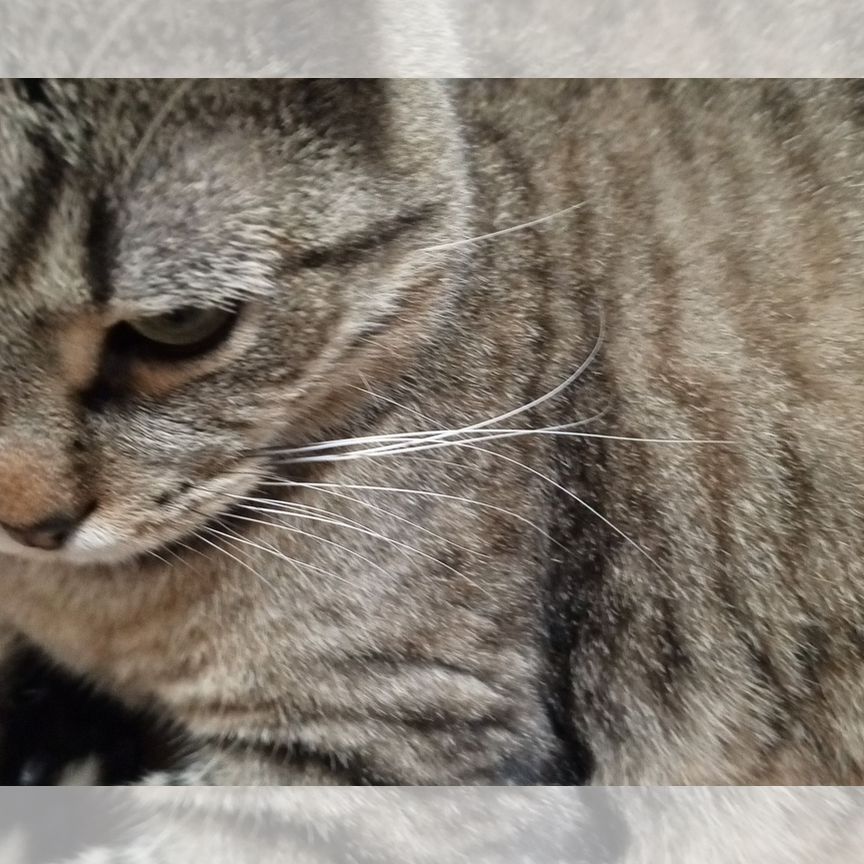 Эльф, взрослый кот