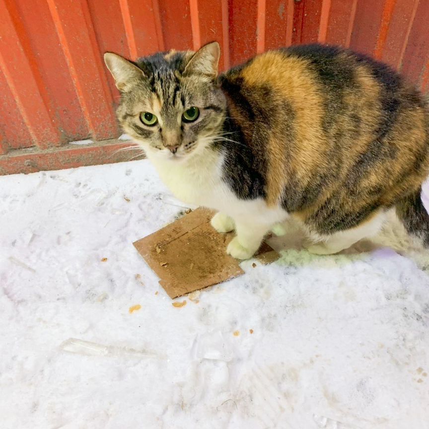 Кошечка ищет дом