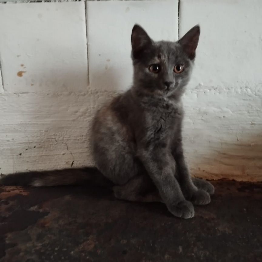 Кот Яшка ищет нового хозяина