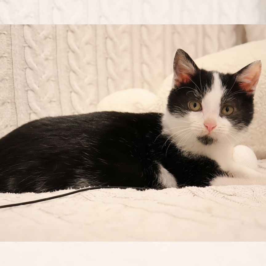 Котёнок в добрые руки