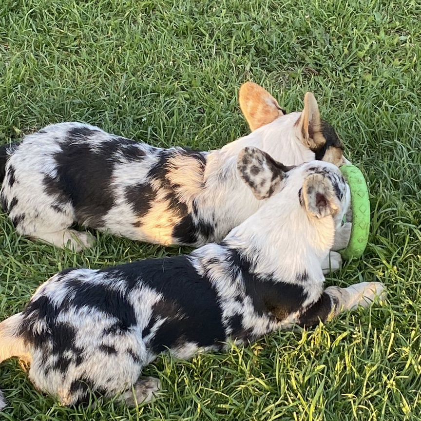 Качественные щенки вельш корги кардиган