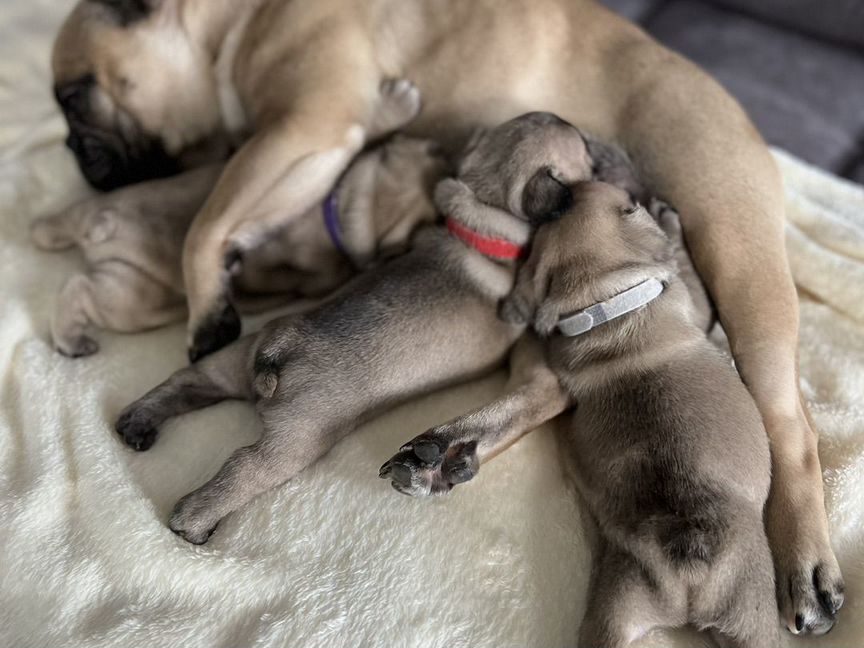 Французский бульдог щенки