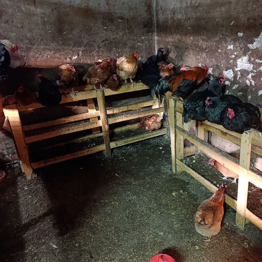 Продам несущие куры