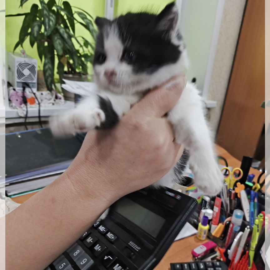 Котёнок
