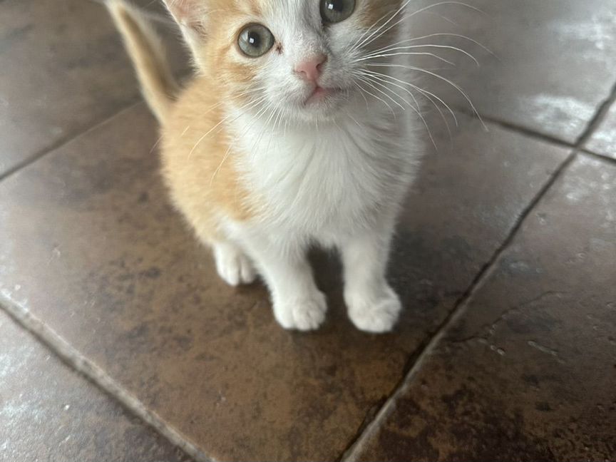 Котнок