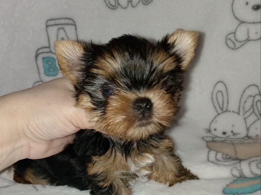 Мальчик - красавчик йорк