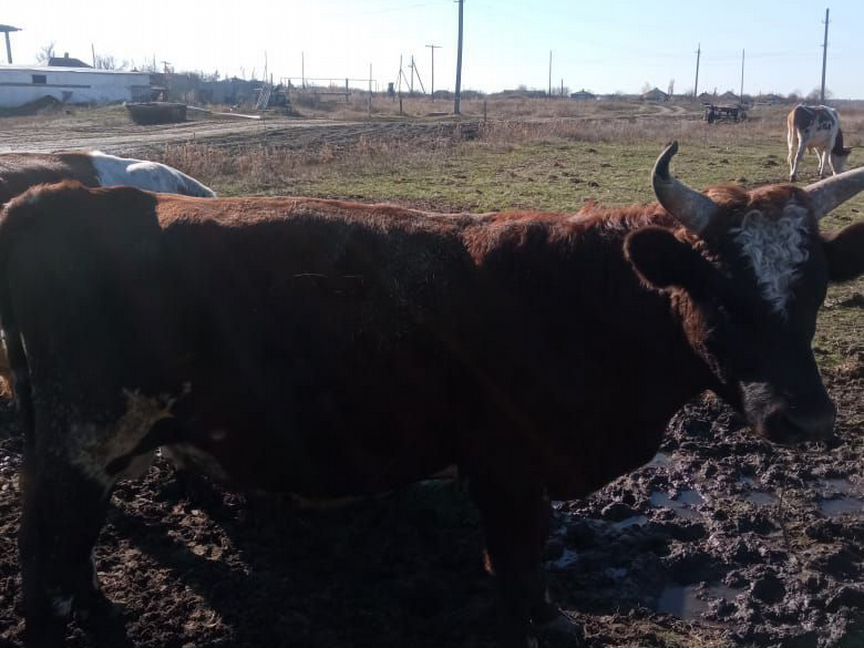 Быки на мясо живым весом