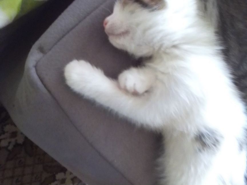 Котенок девочка в добрые руки кушает все