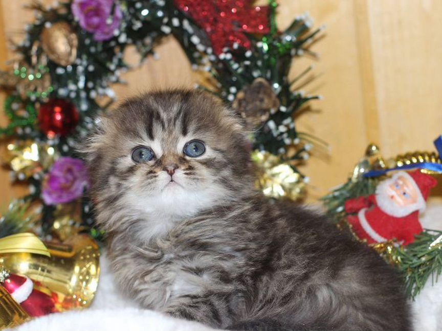 Шотландские вислоухие красивые котята