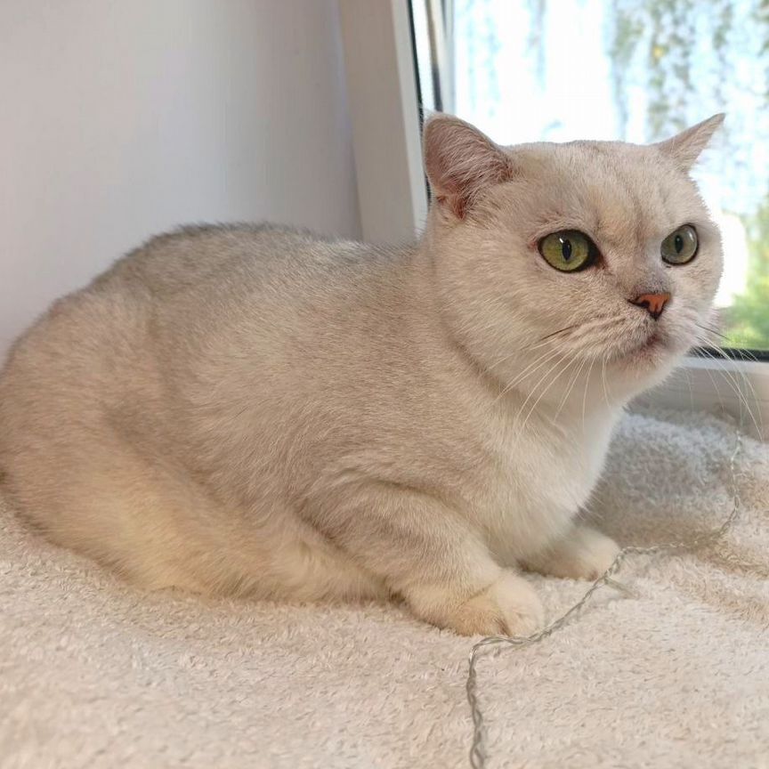 Шотландская вислоухая короткошёрстная кошка, взрослая