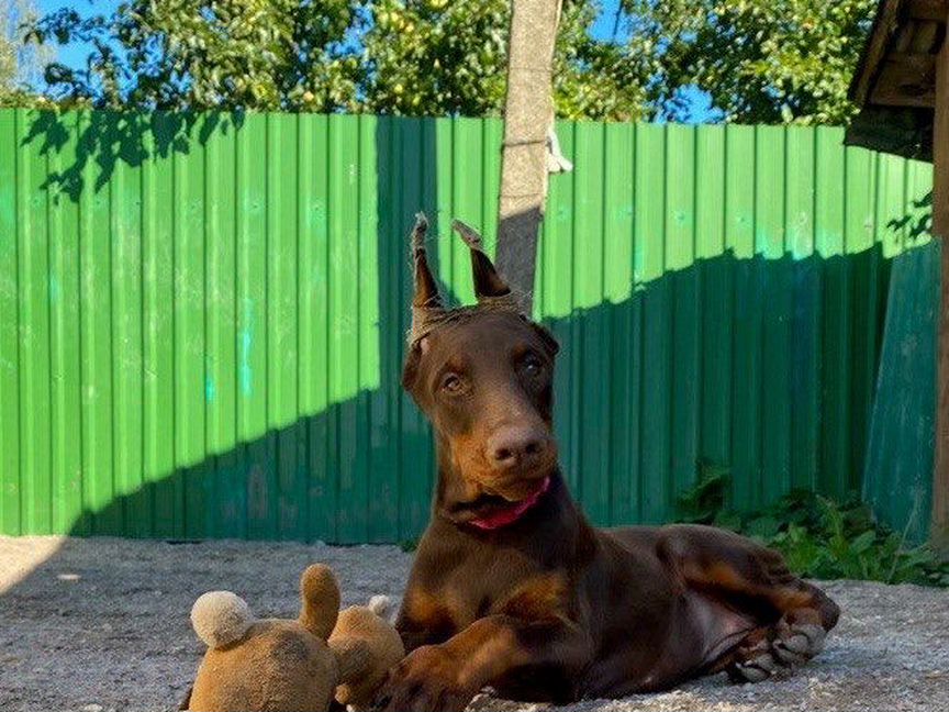 Щенки добермана