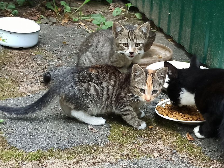Котята-малыши 2 месяца