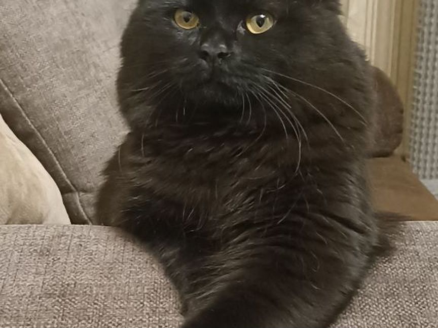 Красивый кот. ищет кошечку для связки