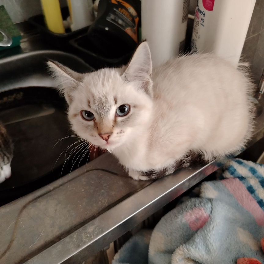 Ищут дом и семью милые 4 кошки, котенок и щенок