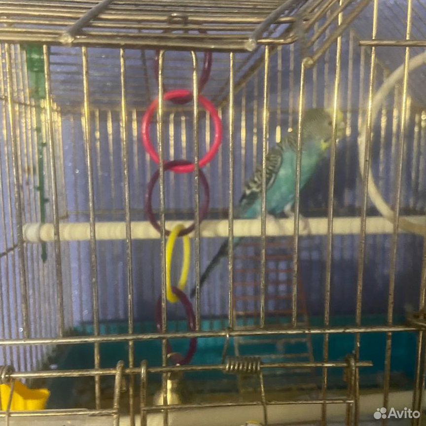 Волнистый попугай отдам