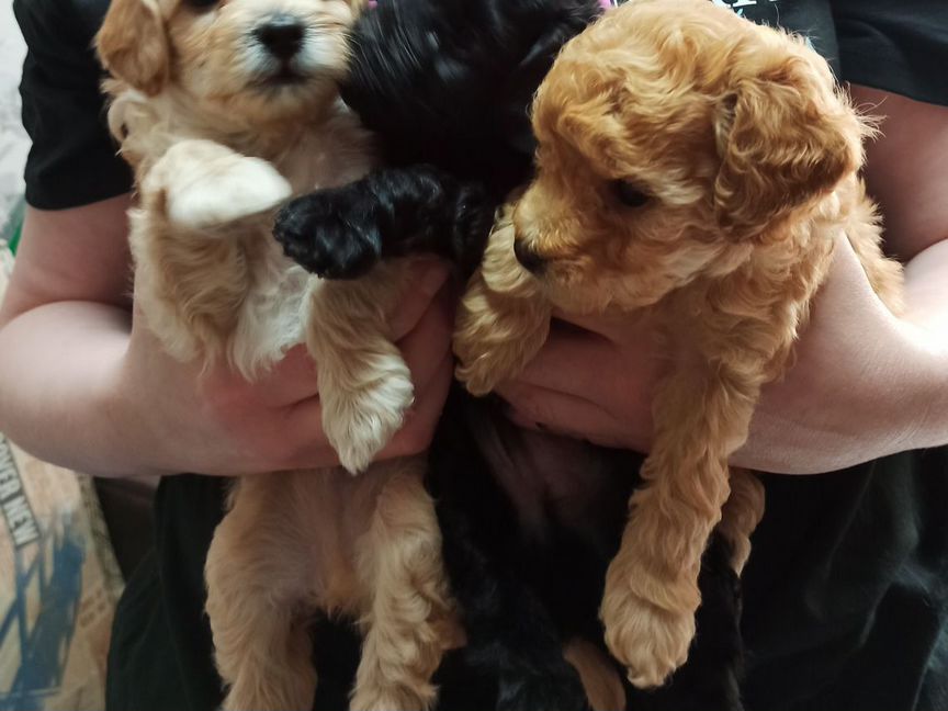 Продам щенков той-пуделя