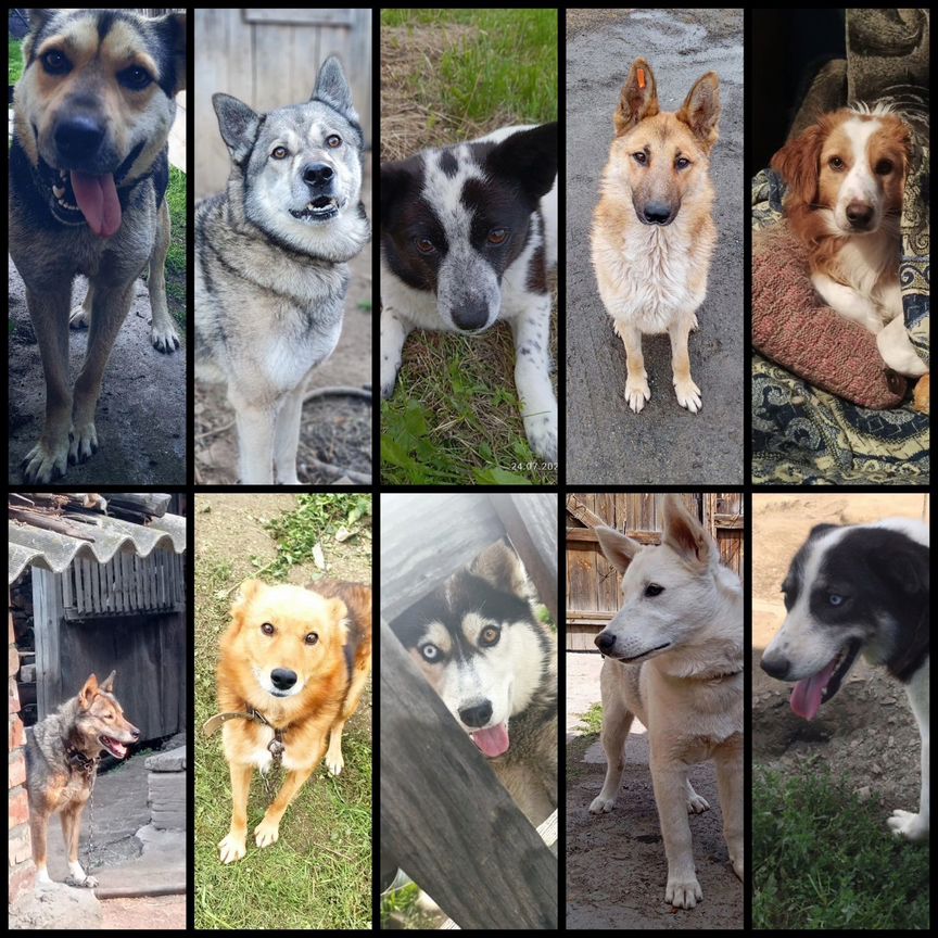 Взрослый пёс в добрые руки