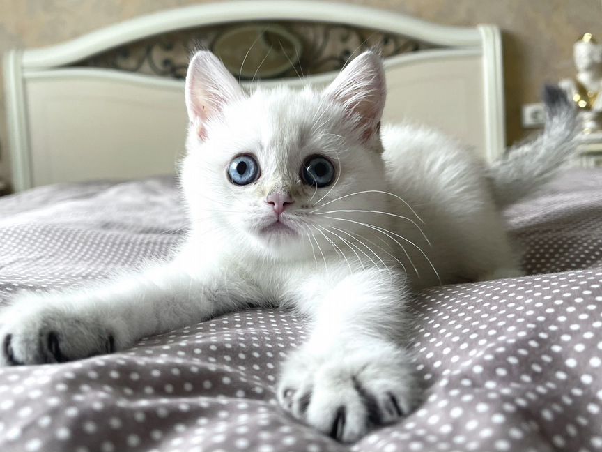 Элитный Плюшевый котенок Золотая шиншилла пойнт