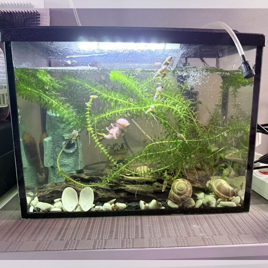 Аквариум рыбками (сомы)   лягушка