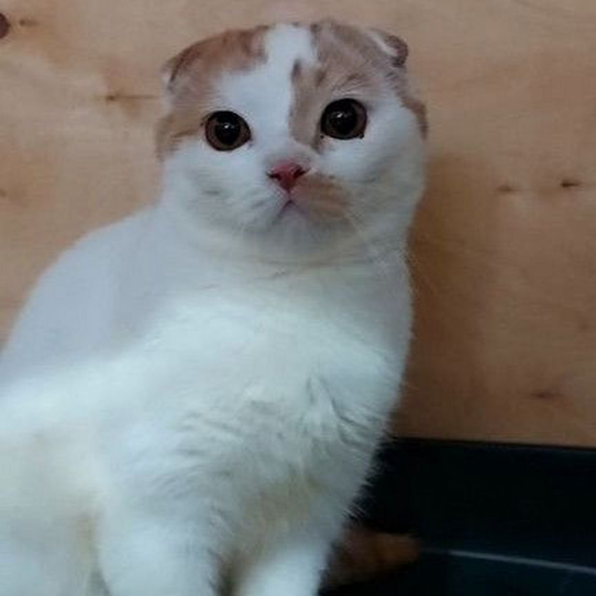 Шотландский котик в добрые руки