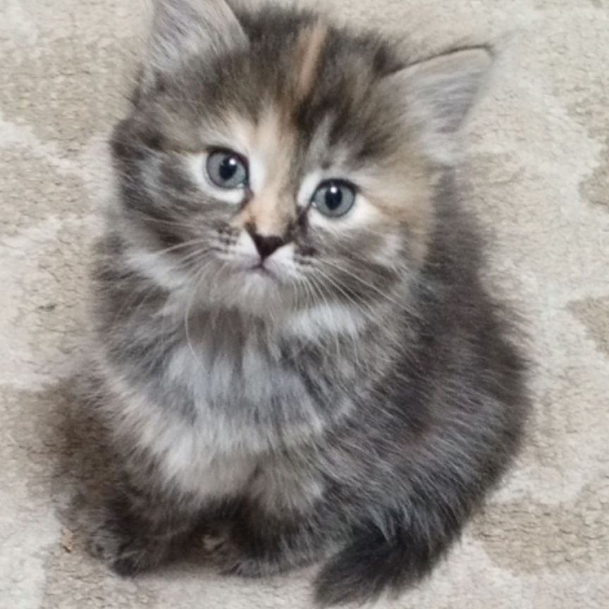 Шотландский прямоухий длинношёрстный котёнок