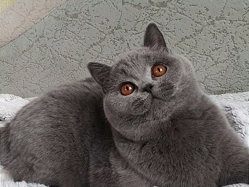 В разведение. Британская супер кошка
