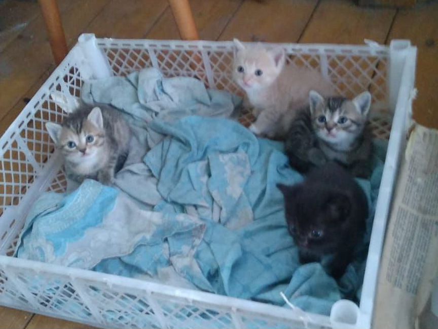 Котята в добрые руки