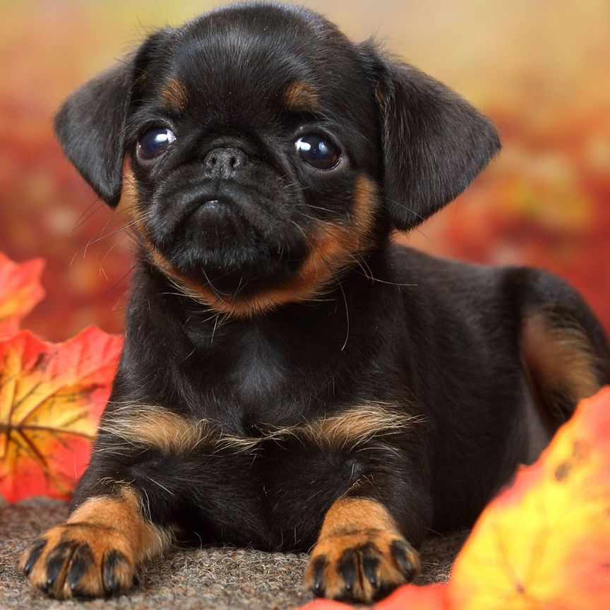 Пти-брабансон, щенок