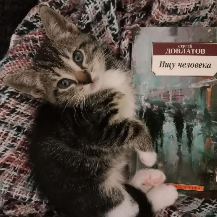 Киса Лаврушка ищет дом